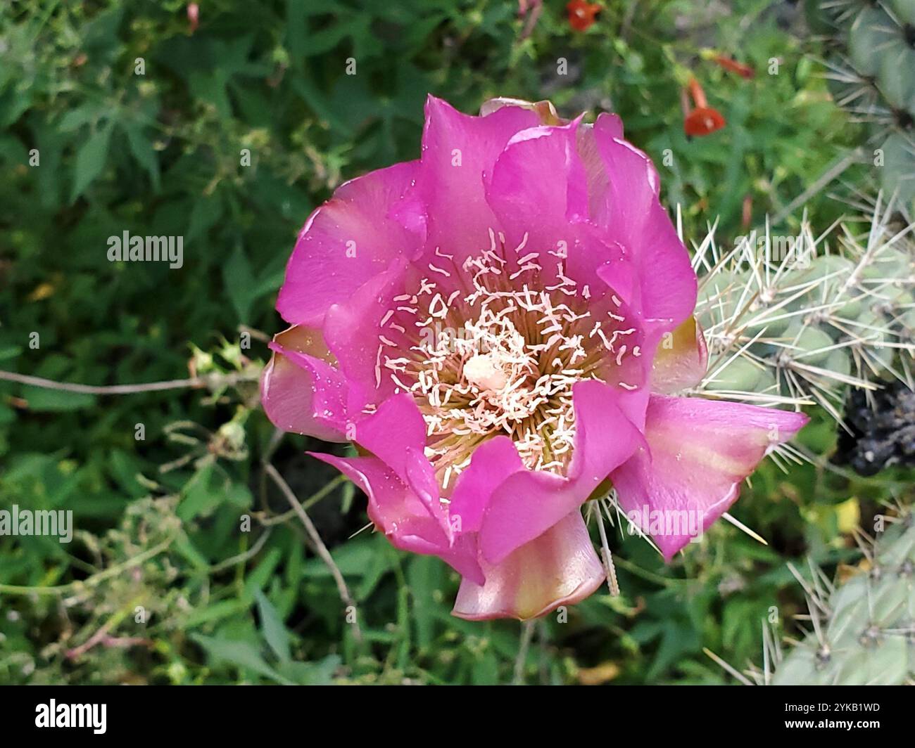 tree cholla (Cylindropuntia imbricata Stock Photo - Alamy