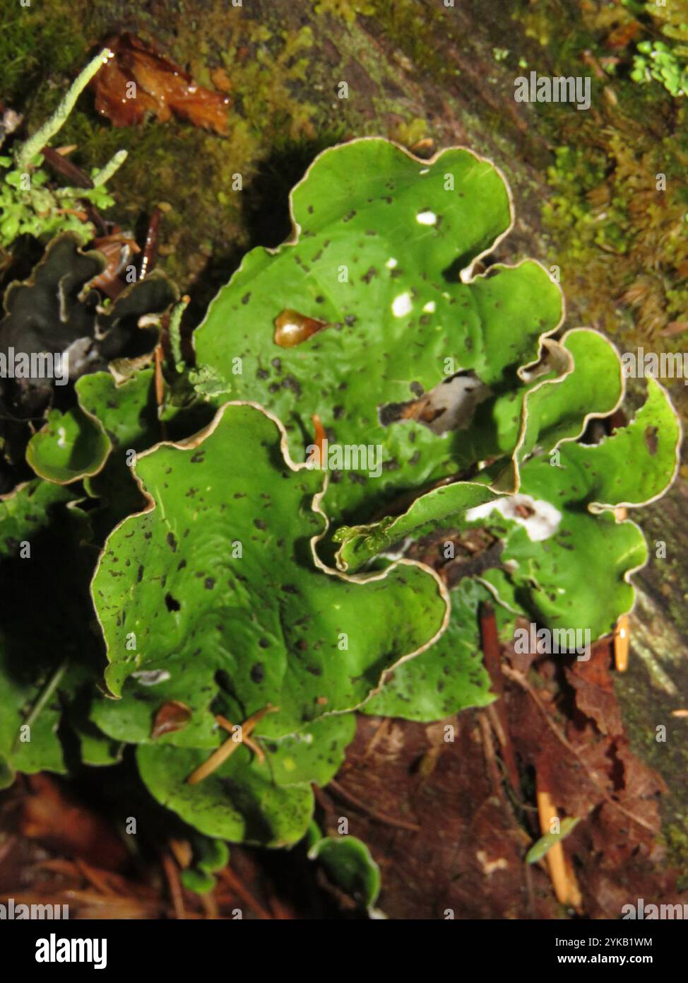 freckled pelt lichen (Peltigera aphthosa Stock Photo - Alamy