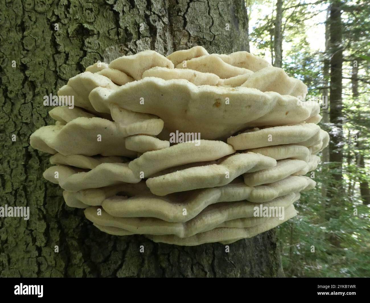 Climacodon septentrionalis hi-res stock photography and images - Alamy