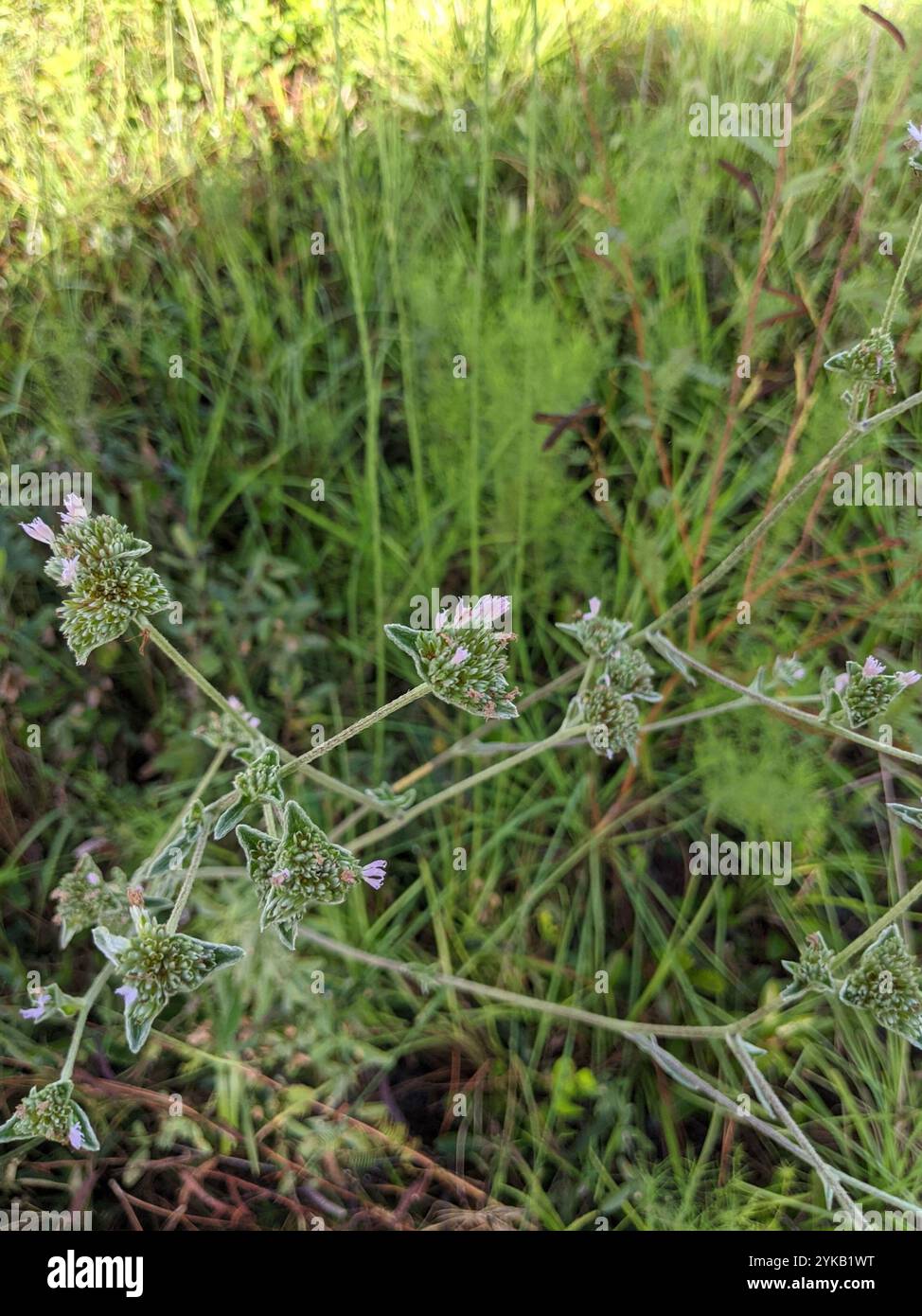 Tall Elephant's-foot (Elephantopus elatus Stock Photo - Alamy