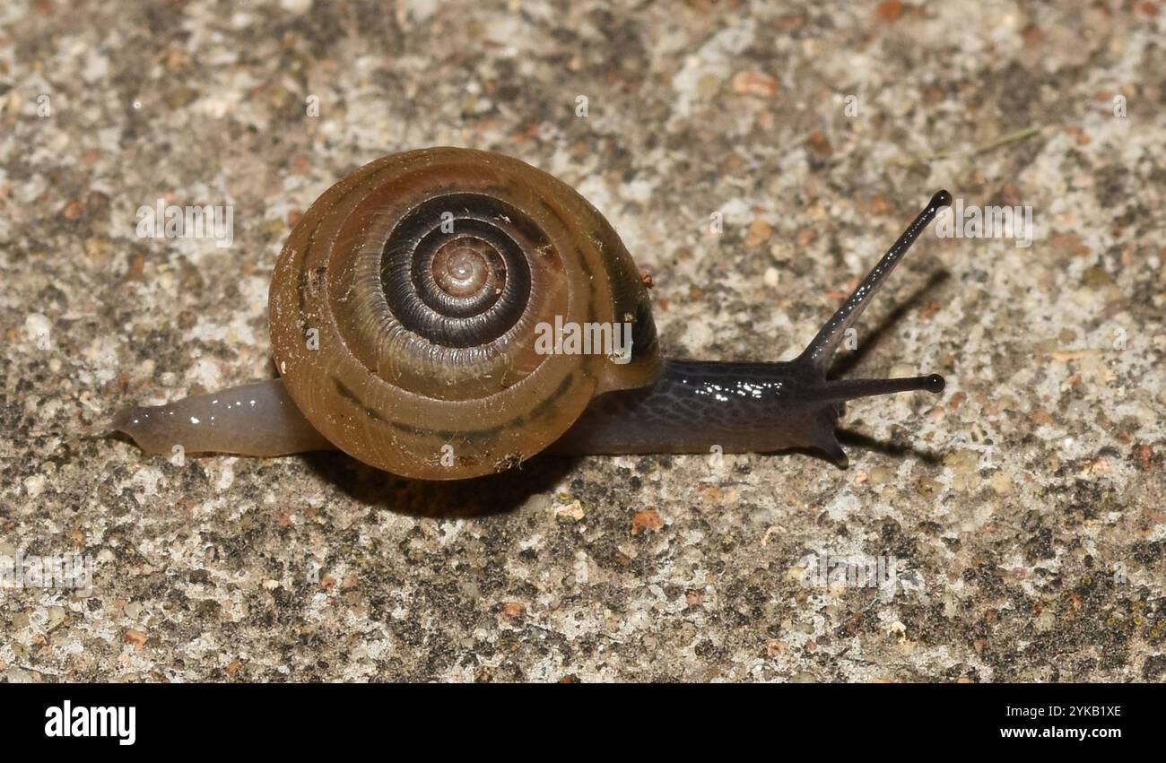 Ventridens hi-res stock photography and images - Alamy