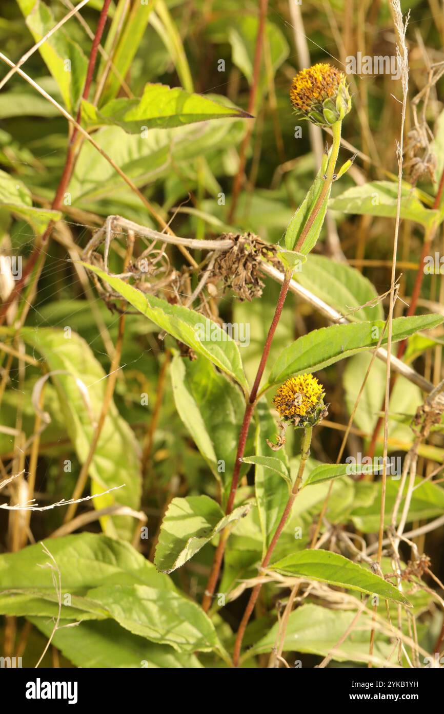 perennial sunflower (Helianthus × laetiflorus Stock Photo - Alamy
