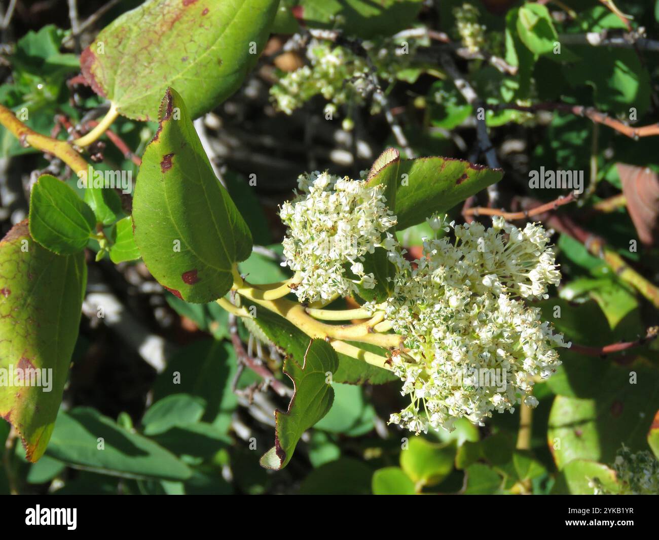 Snowbrush Ceanothus (Ceanothus velutinus Stock Photo - Alamy