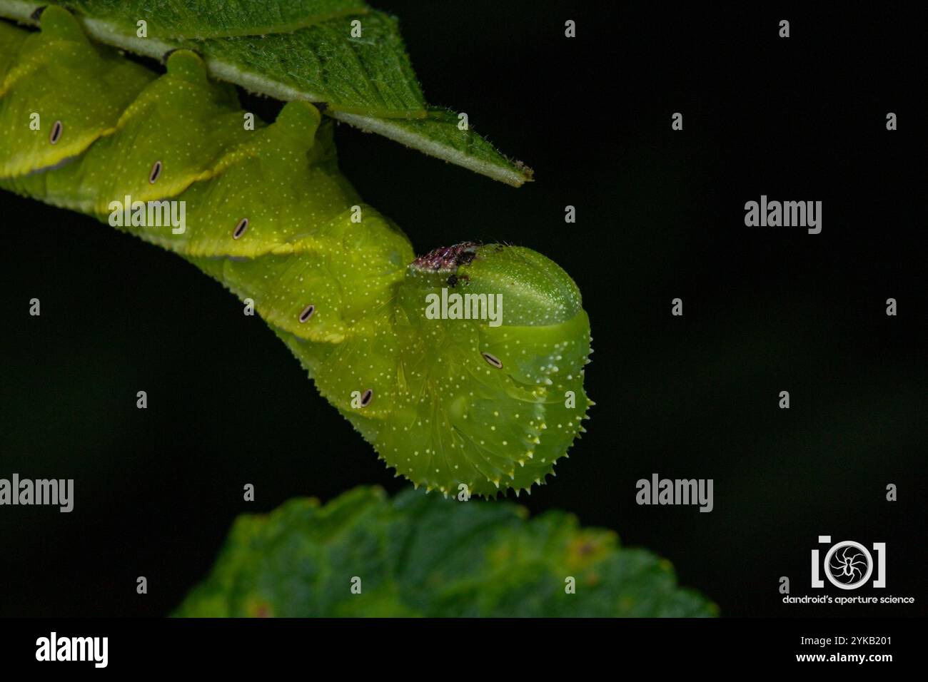 Rustic Sphinx (Manduca rustica Stock Photo - Alamy
