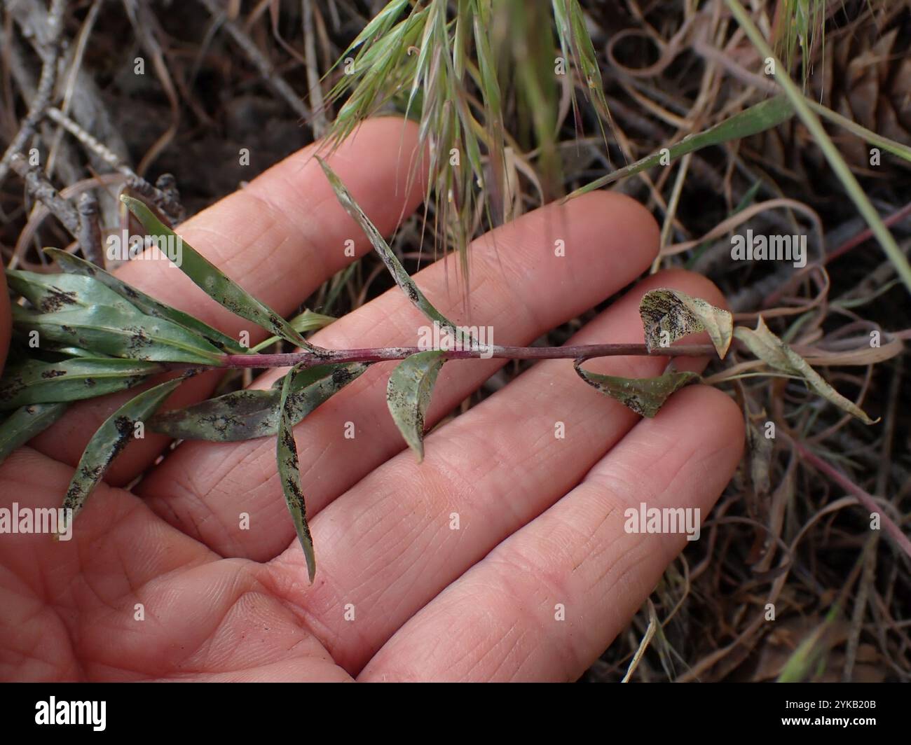 grand collomia (Collomia grandiflora Stock Photo - Alamy