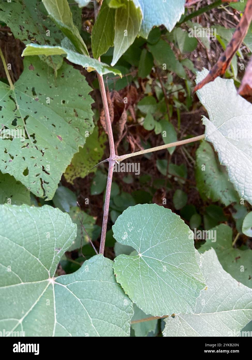 graybark grape (Vitis cinerea Stock Photo - Alamy