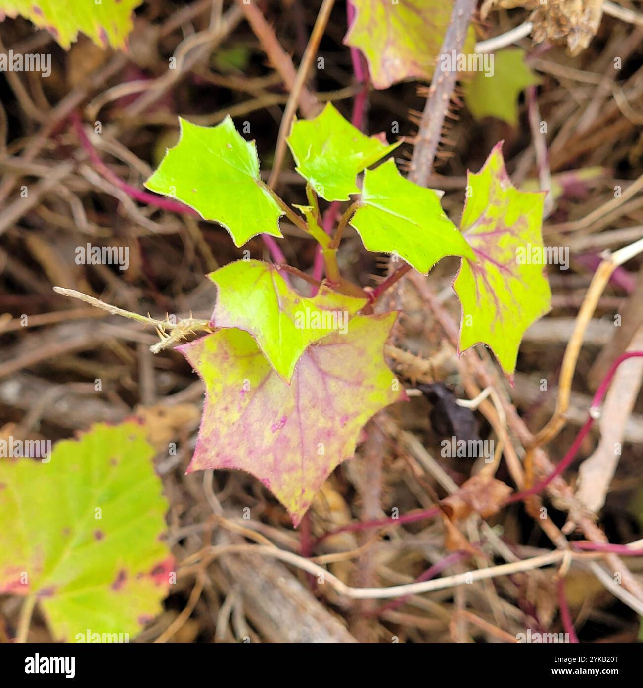 Cape-ivy (Delairea odorata Stock Photo - Alamy