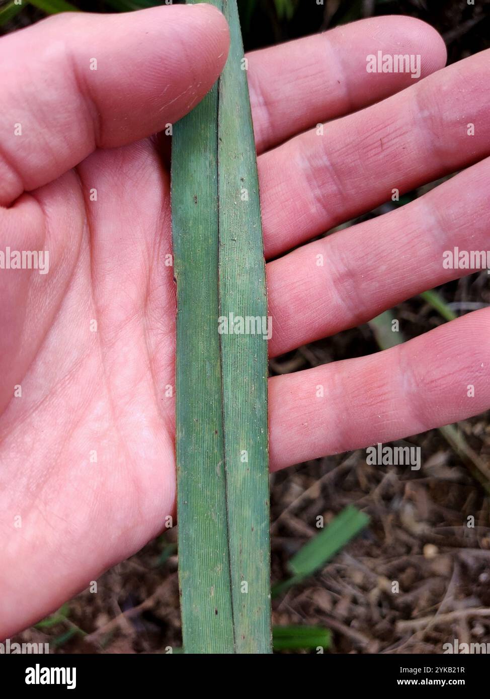 Ink Berry (Dianella nigra Stock Photo - Alamy