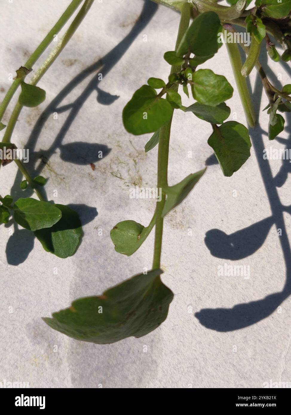 watercress (Nasturtium officinale Stock Photo - Alamy