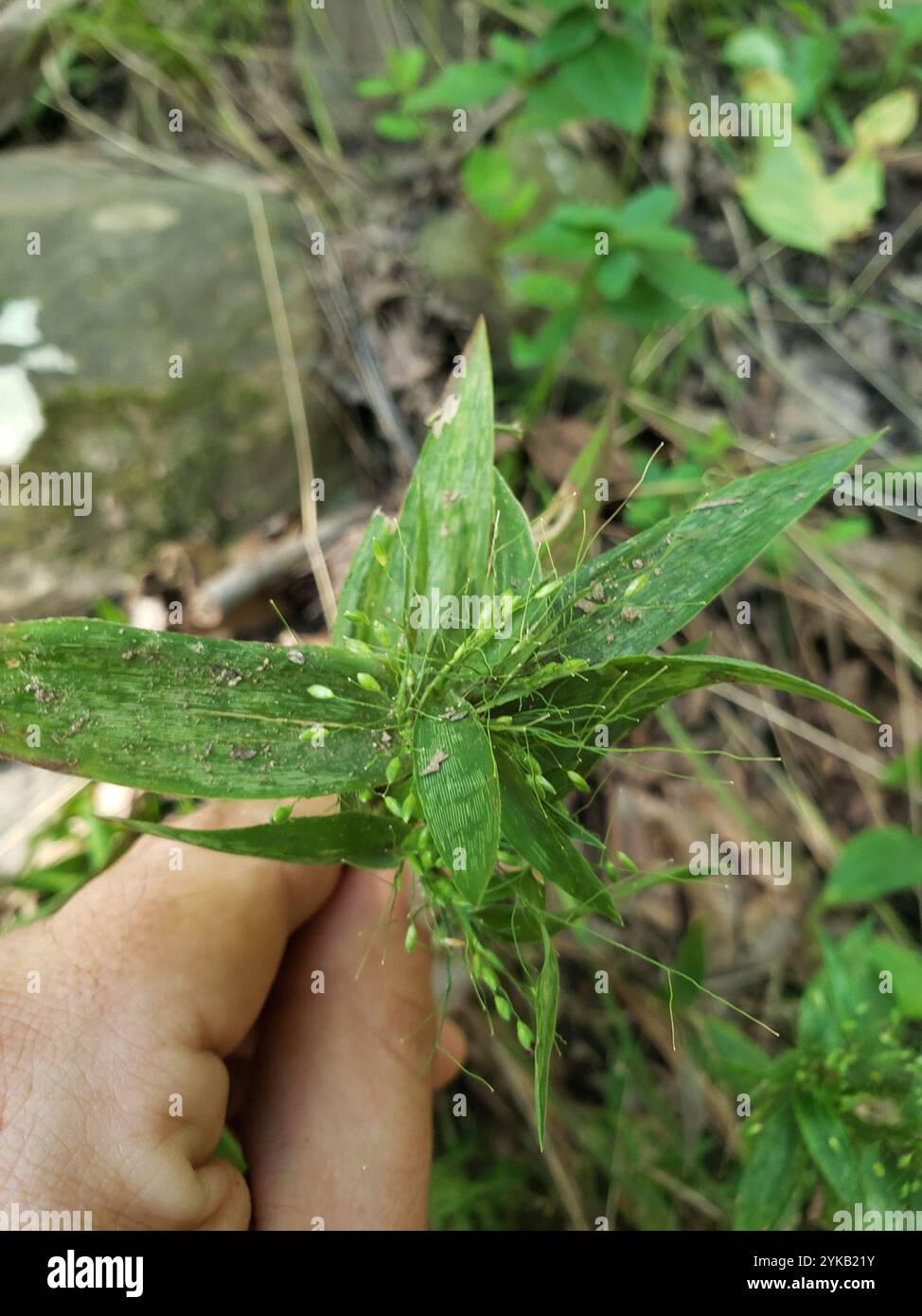 variable witchgrass (Dichanthelium commutatum Stock Photo - Alamy