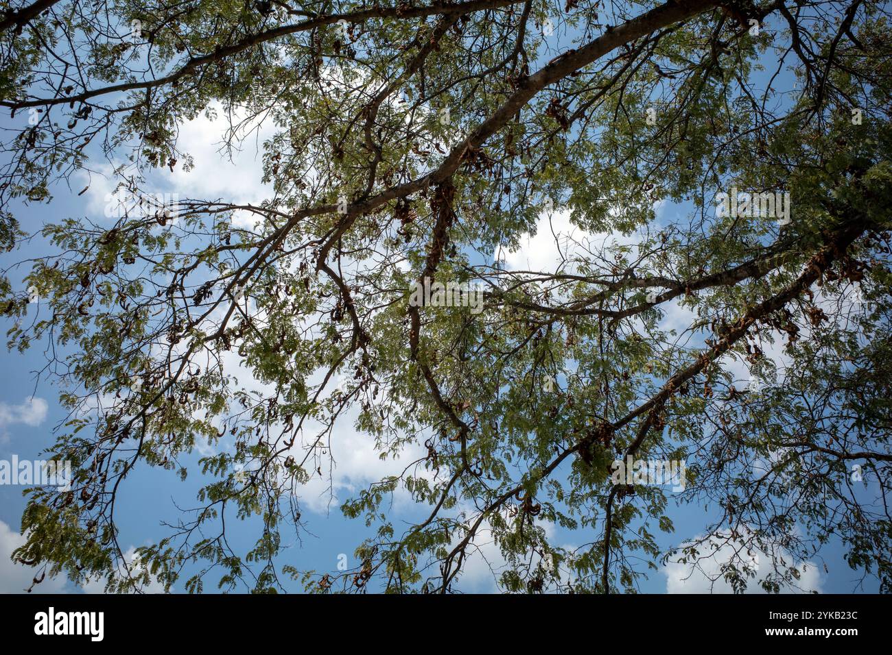Tamarind (Tamarindus indica) green canopy, with blue sky background ...
