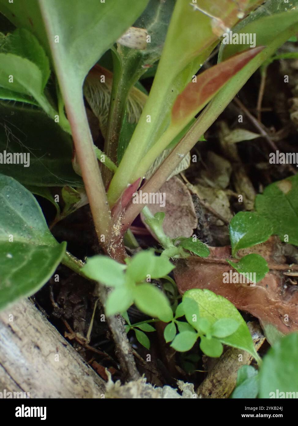 white-veined wintergreen (Pyrola picta Stock Photo - Alamy