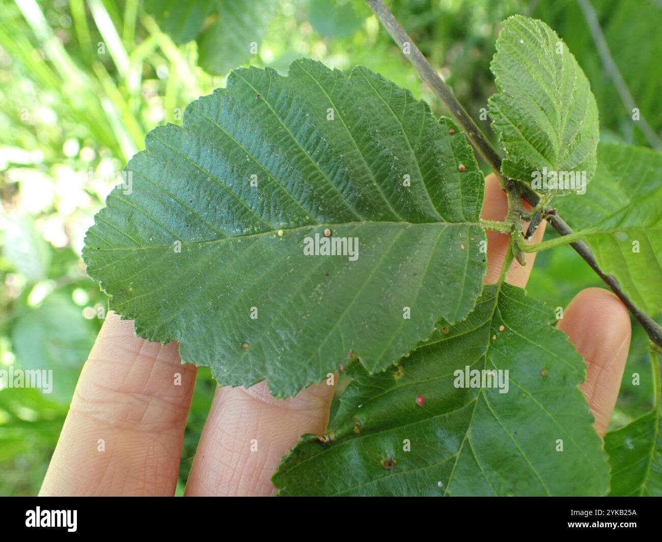 Red Alder (Alnus rubra Stock Photo - Alamy