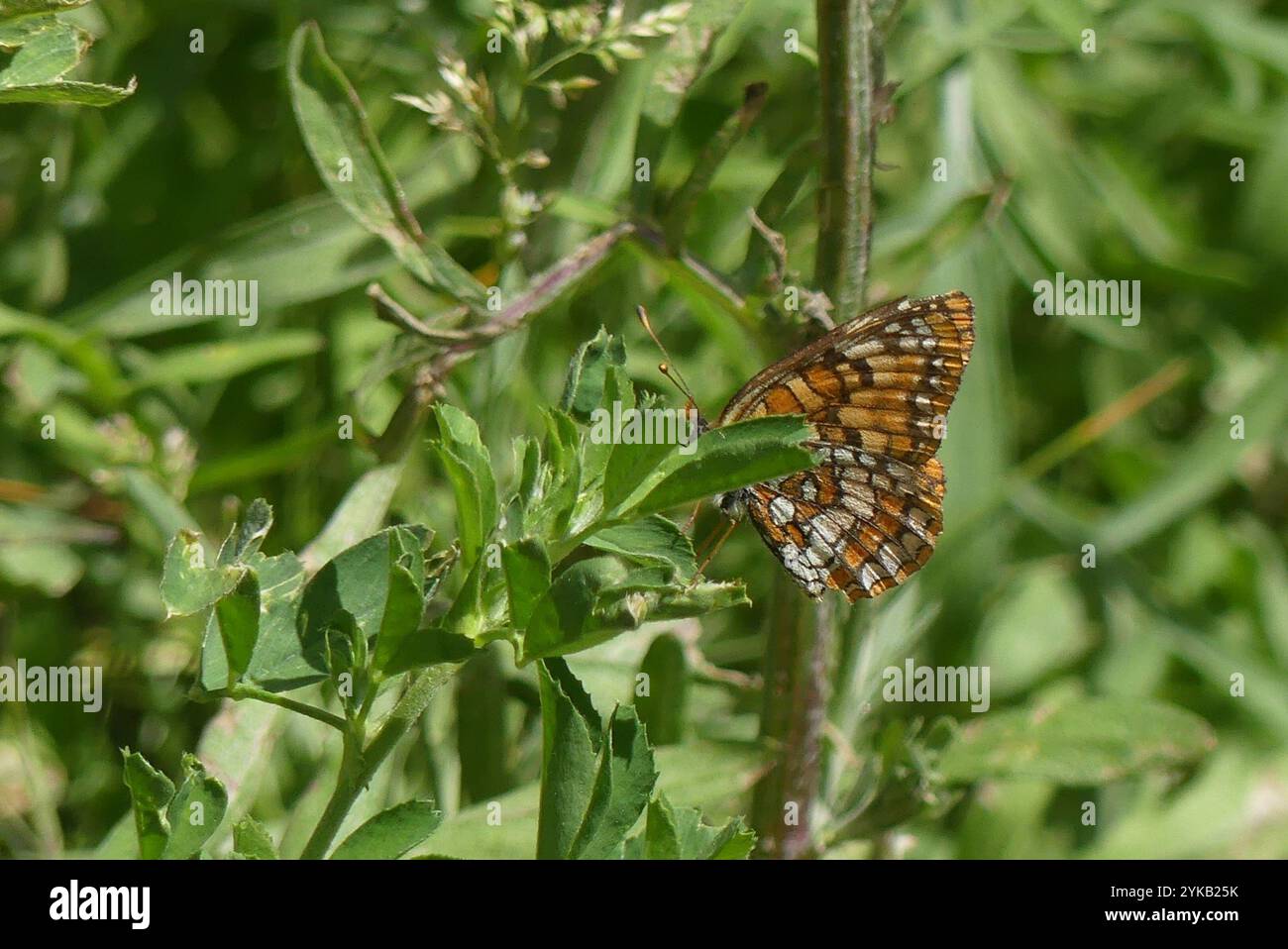 Patches and Allies (Chlosyne Stock Photo - Alamy
