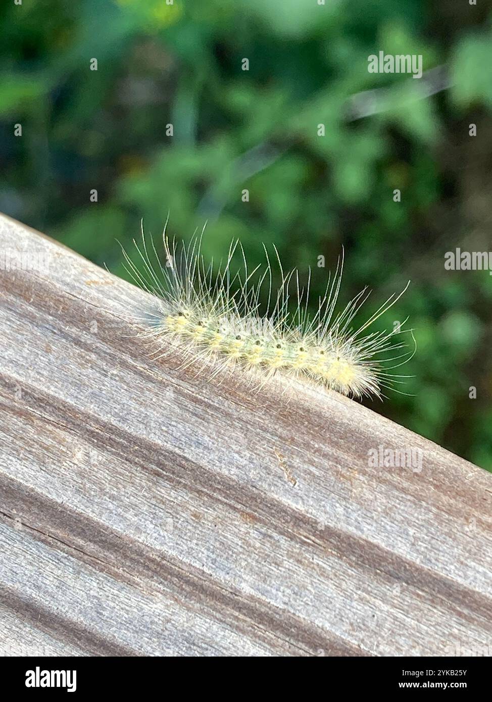 Fall Webworm Moth (Hyphantria cunea Stock Photo - Alamy