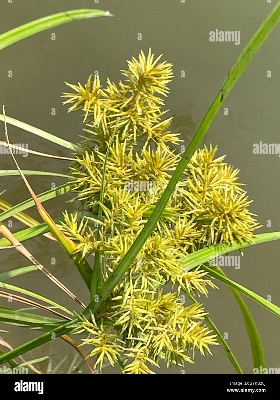 Fragrant flatsedge (Cyperus odoratus Stock Photo - Alamy