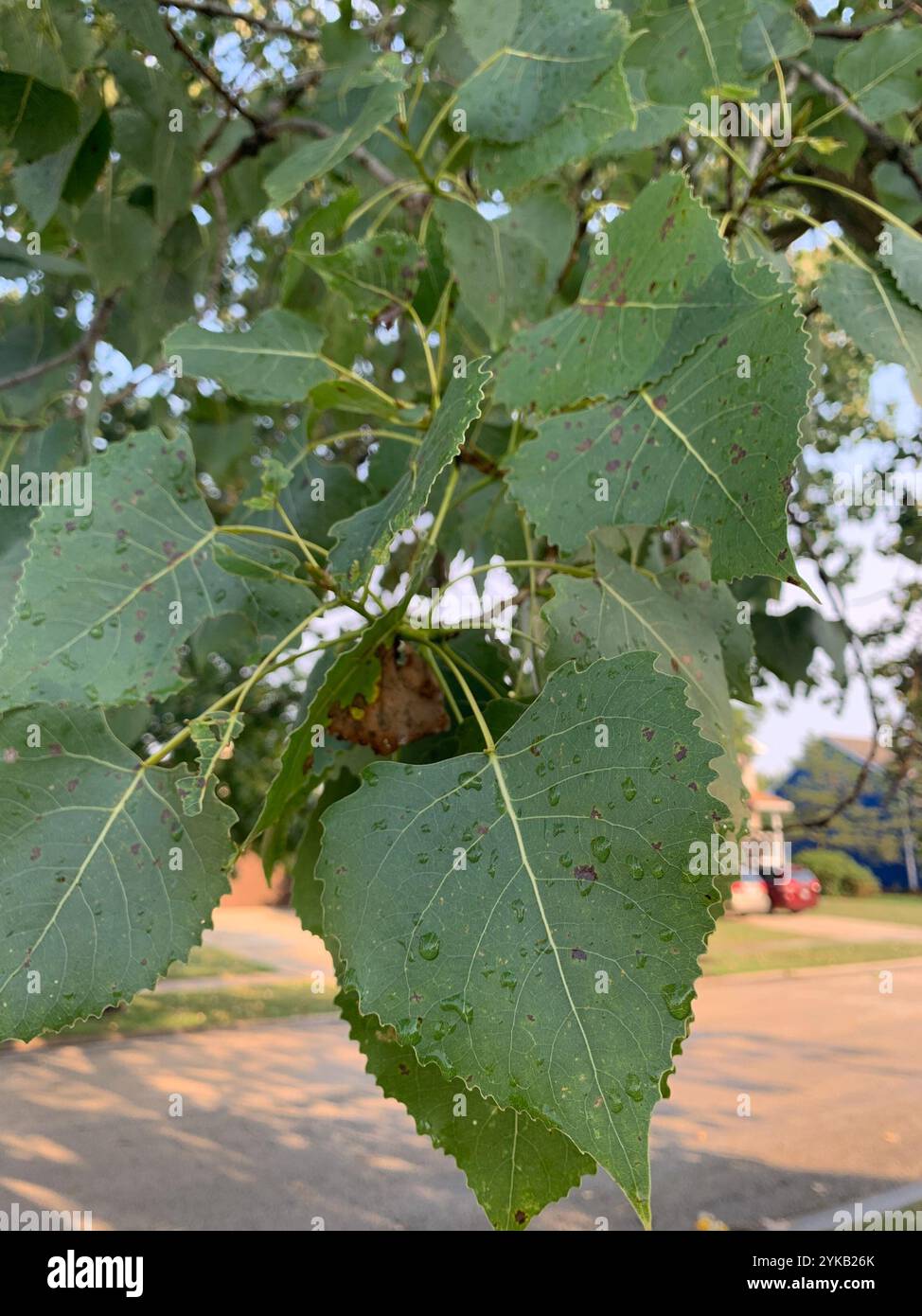 Eastern Cottonwood (Populus deltoides Stock Photo - Alamy