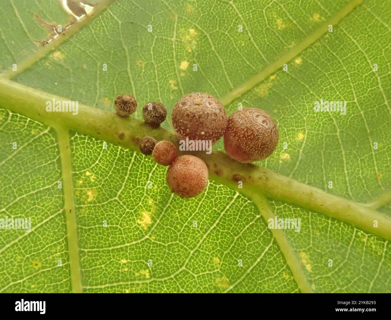 Dimorphus hi-res stock photography and images - Alamy