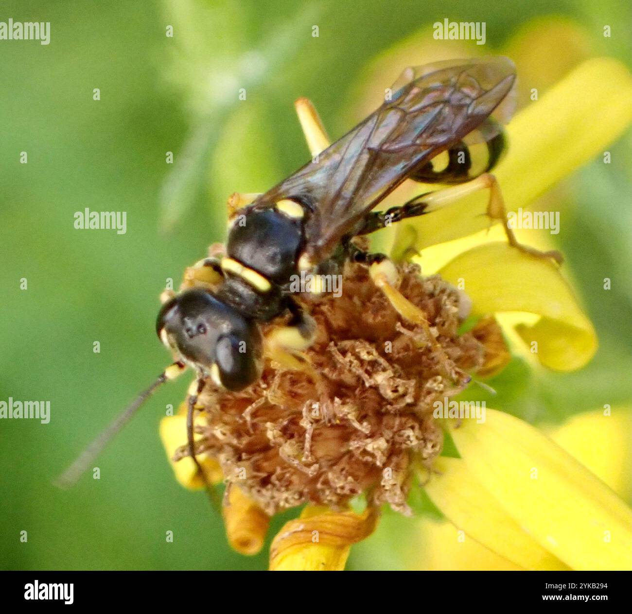 Field digger wasp (Mellinus arvensis Stock Photo - Alamy