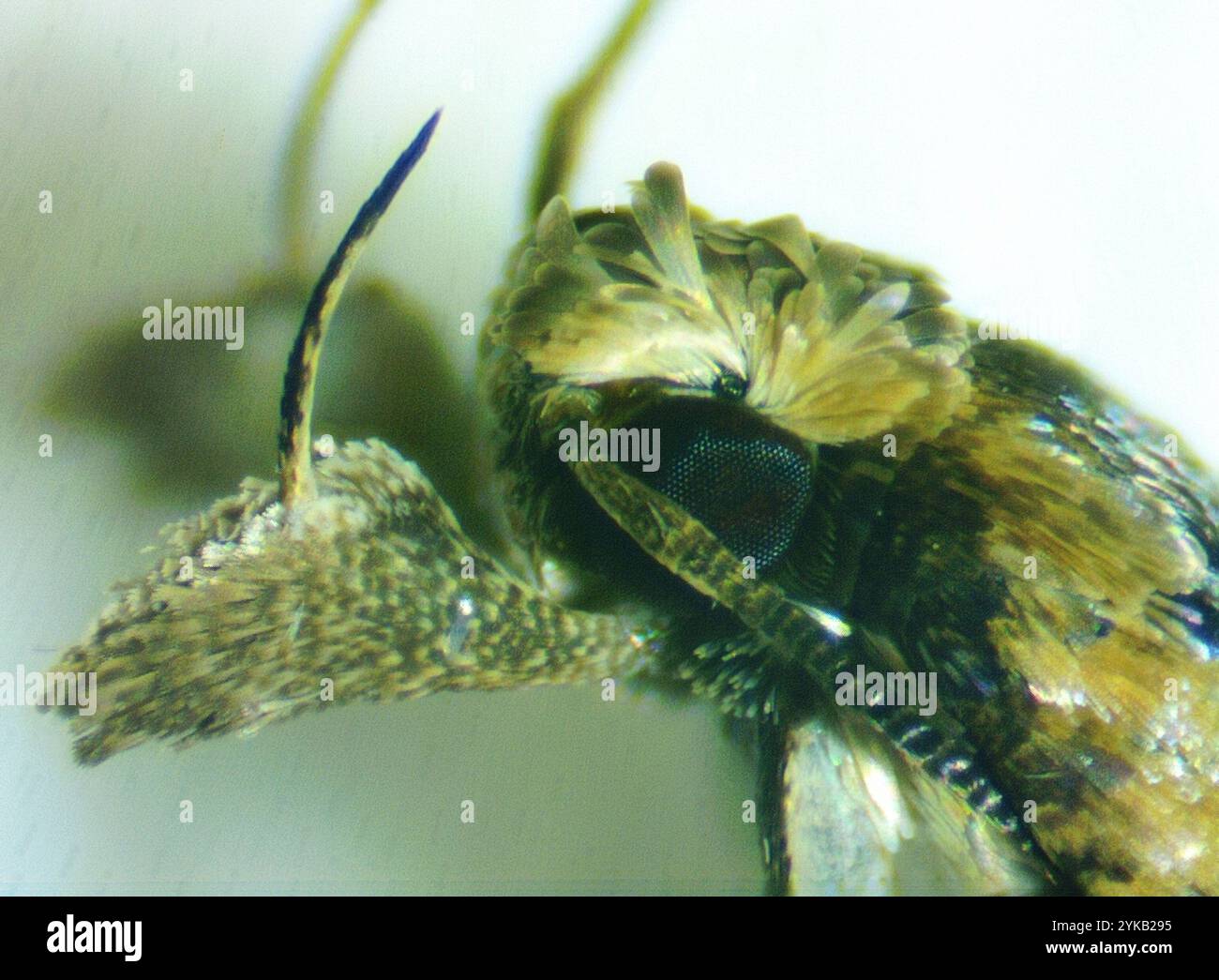 Palmerworm hi-res stock photography and images - Alamy