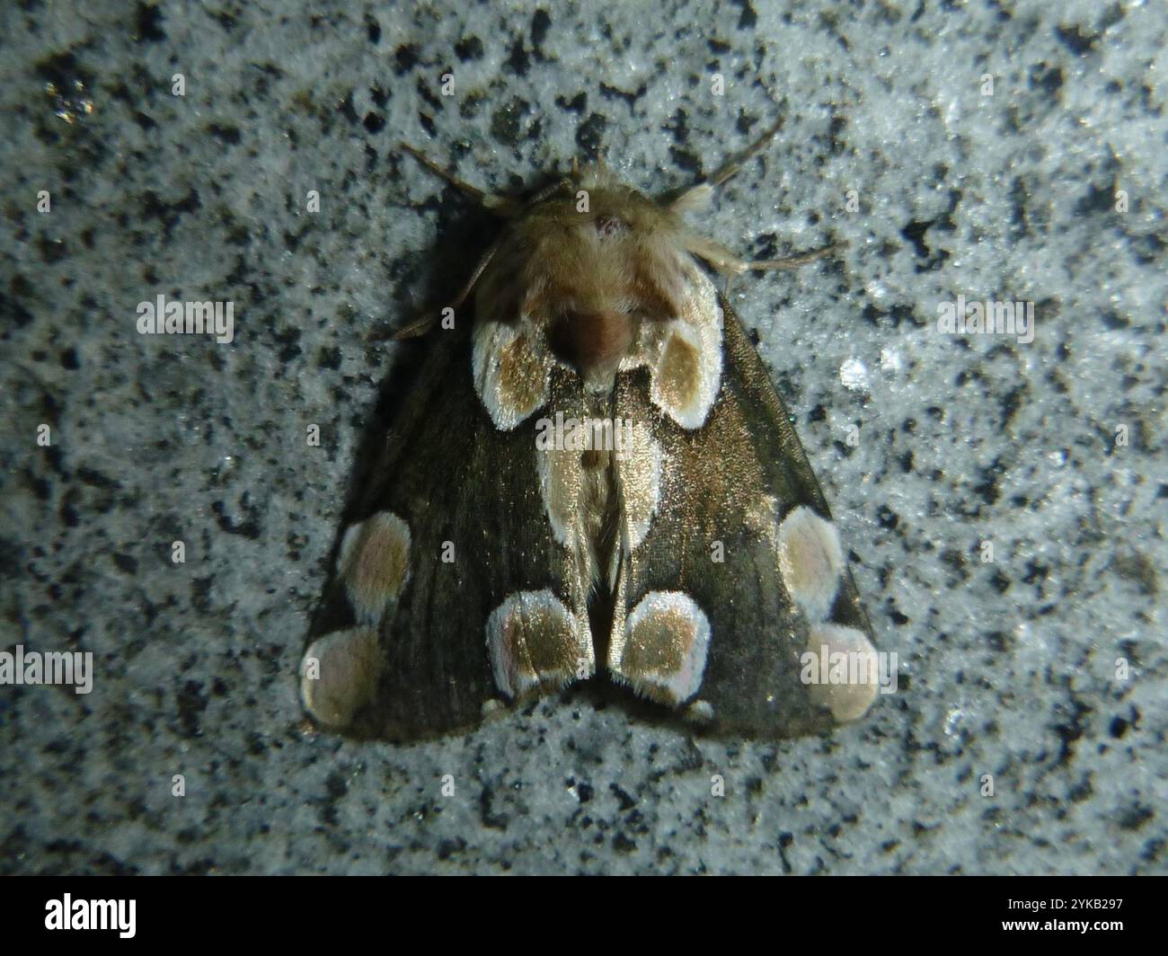 Peach Blossom Moth (Thyatira batis Stock Photo - Alamy