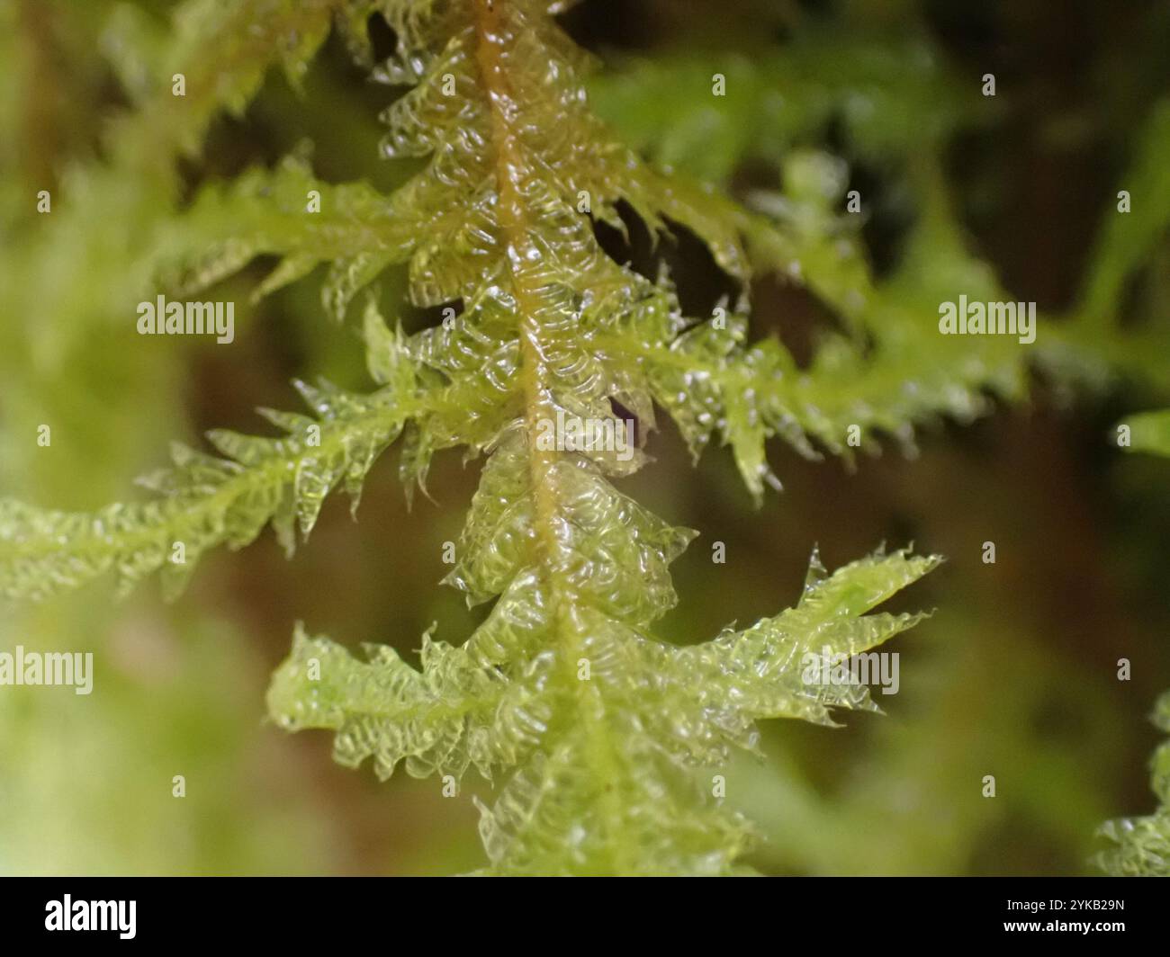 Douglas' Neckera Moss (Neckera douglasii Stock Photo - Alamy