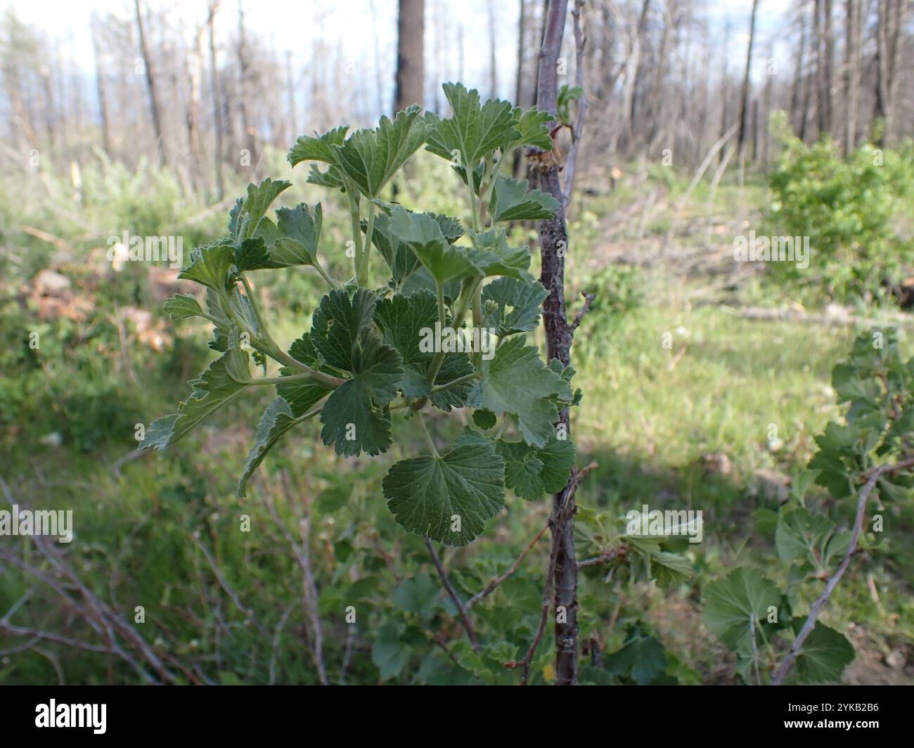 wax currant (Ribes cereum Stock Photo - Alamy