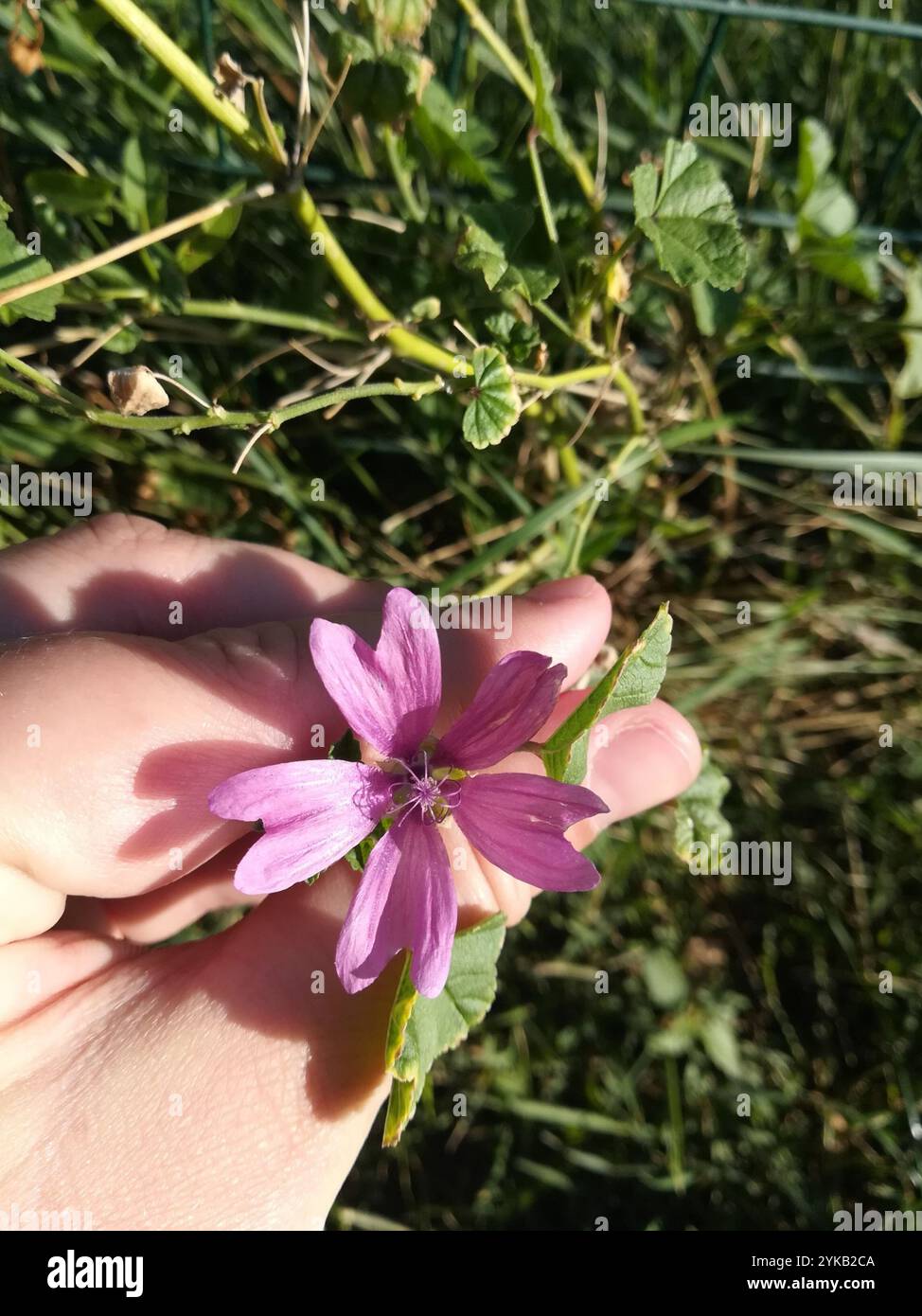 Common Mallow (Malva sylvestris Stock Photo - Alamy