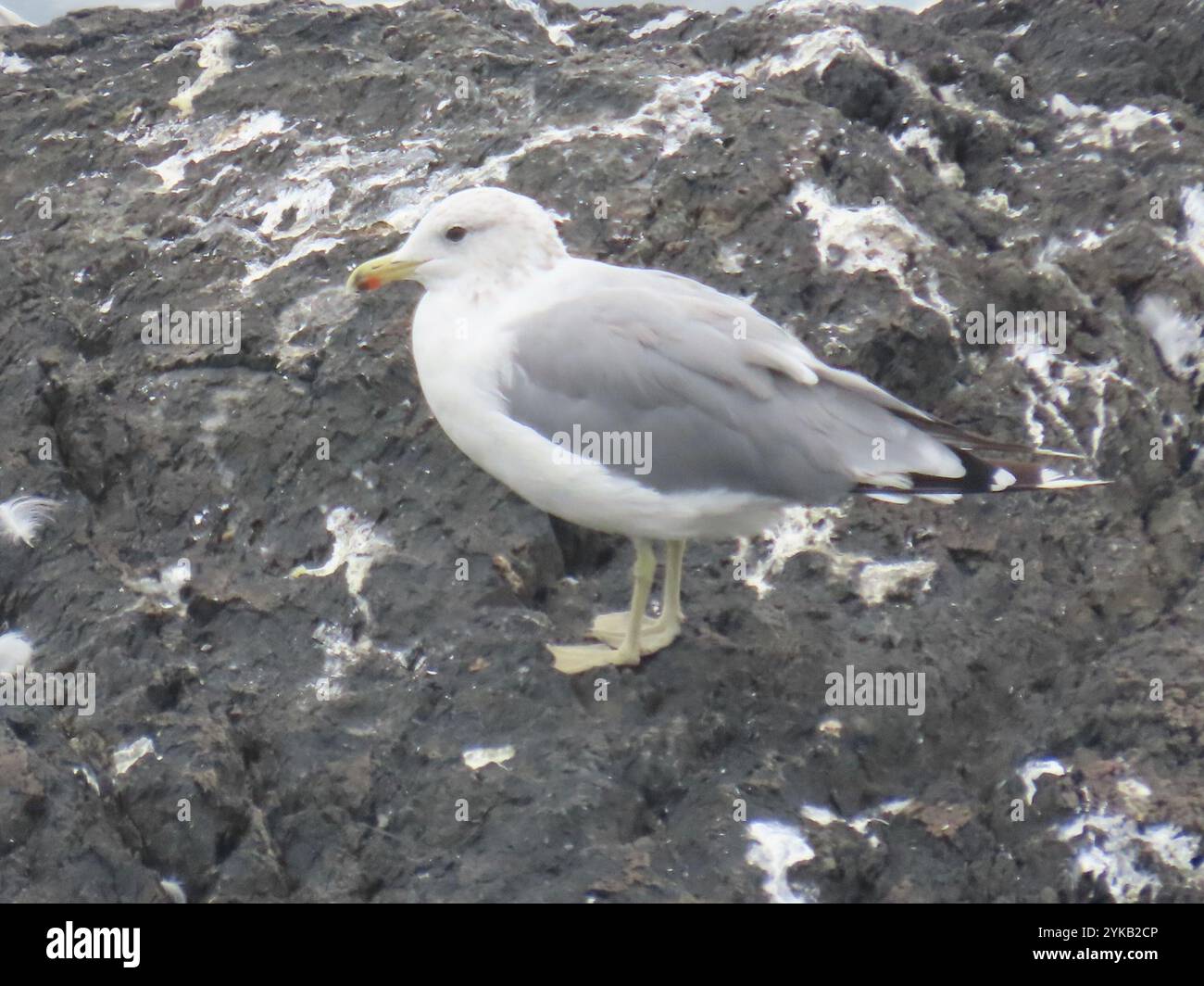 California Gull (Larus californicus Stock Photo - Alamy