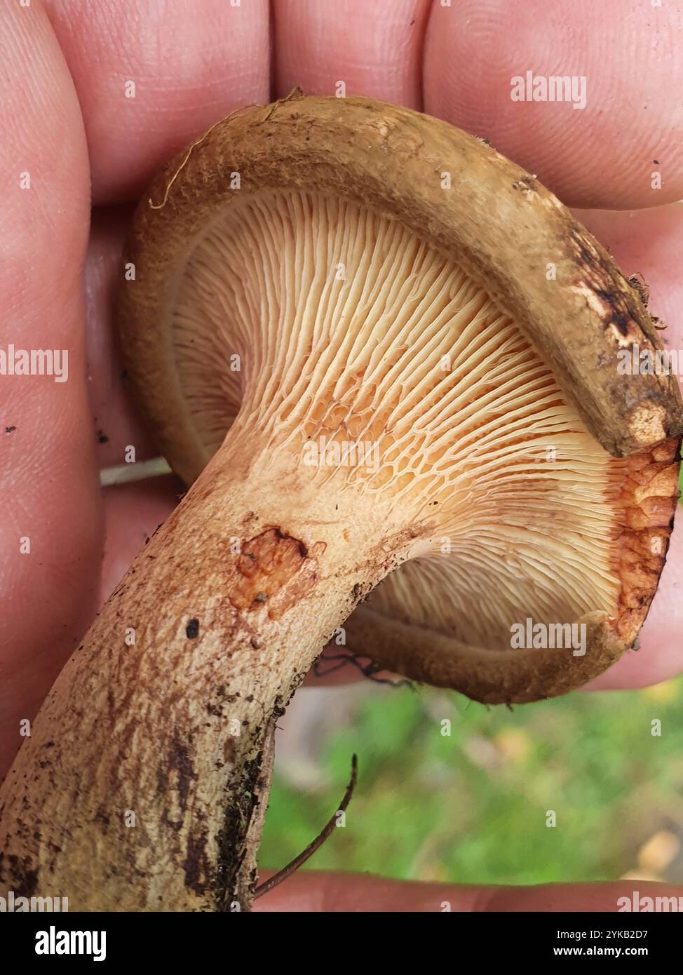 Brown Roll-Rim (Paxillus involutus Stock Photo - Alamy