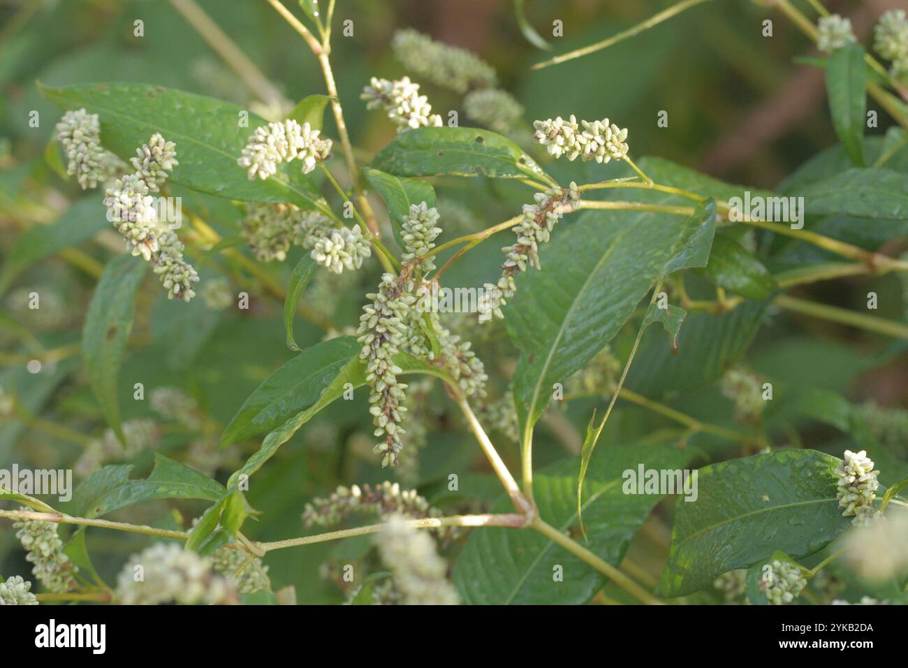 pale smartweed (Persicaria lapathifolia Stock Photo - Alamy