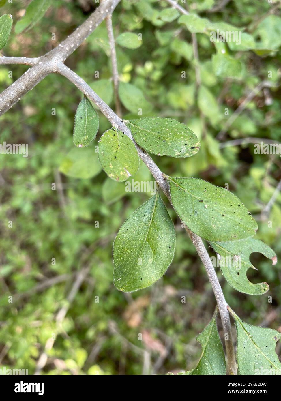 Forestiera pubescens hi-res stock photography and images - Alamy