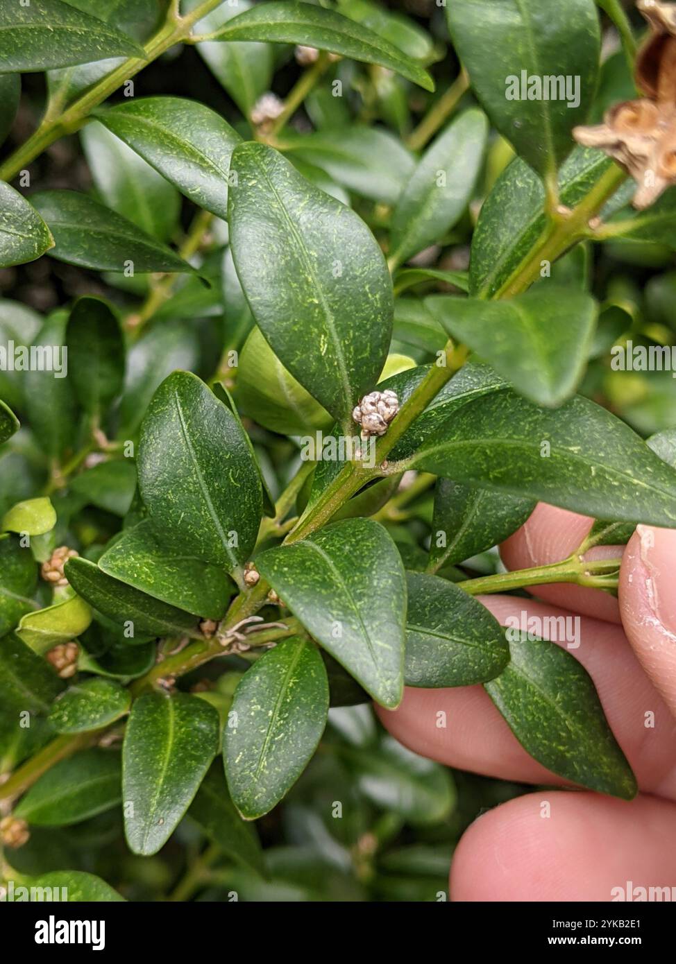 Ceroplastes hi-res stock photography and images - Alamy