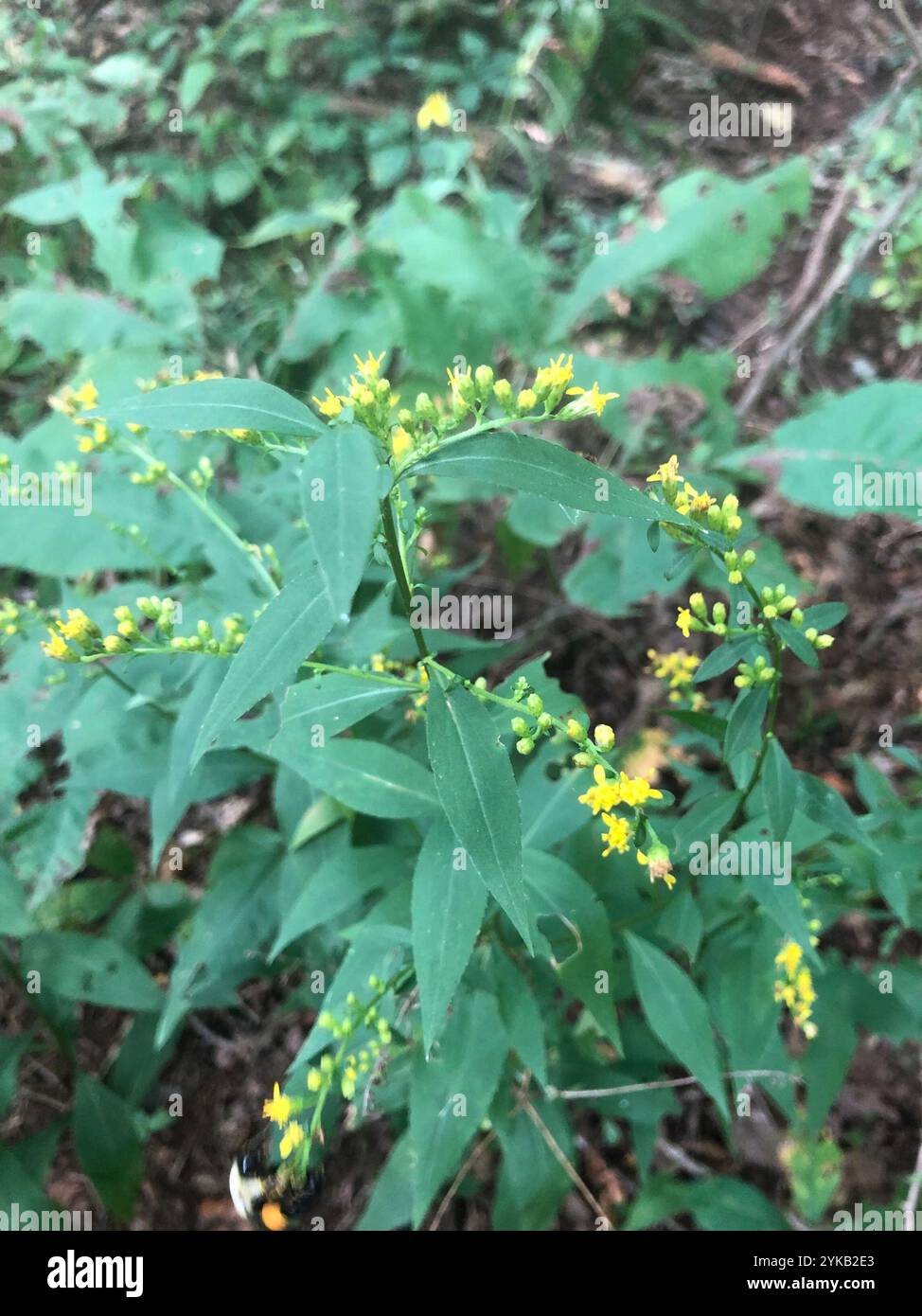 Atlantic Goldenrod (Solidago arguta caroliniana Stock Photo - Alamy
