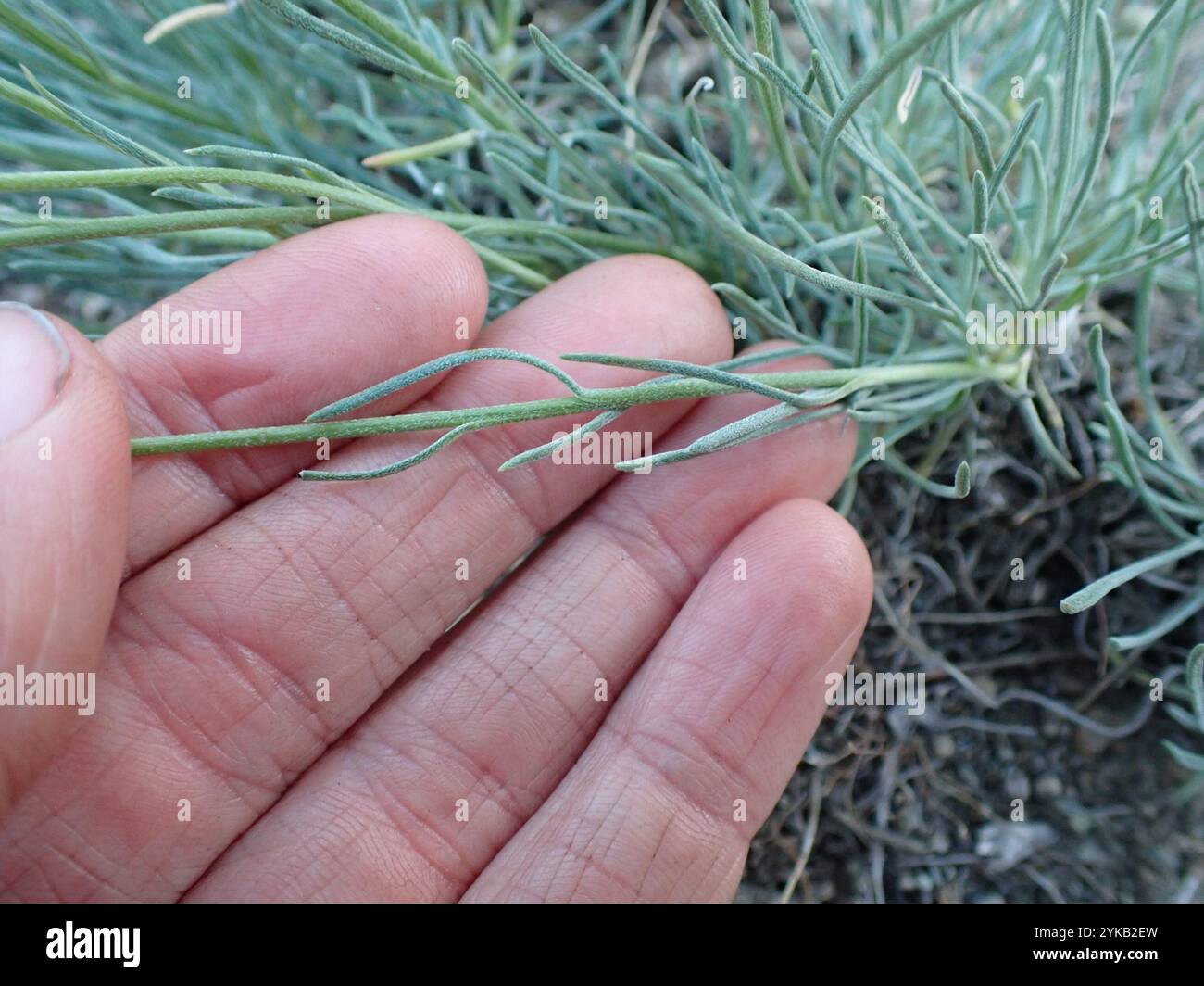 Desert Yellow Fleabane (Erigeron linearis Stock Photo - Alamy