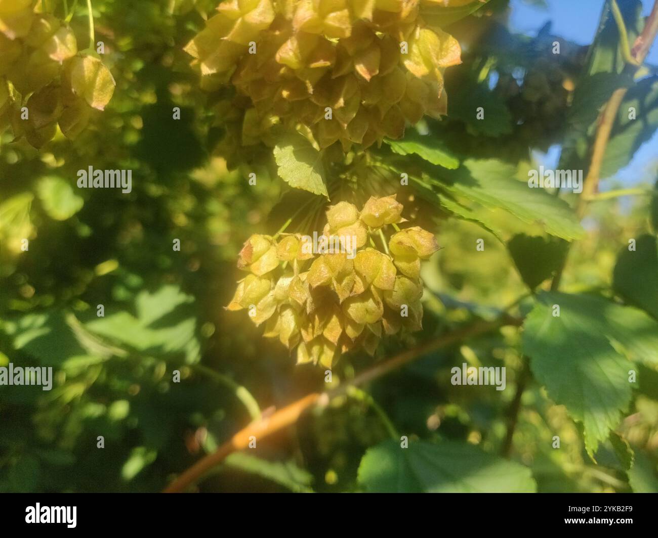 common ninebark (Physocarpus opulifolius Stock Photo - Alamy