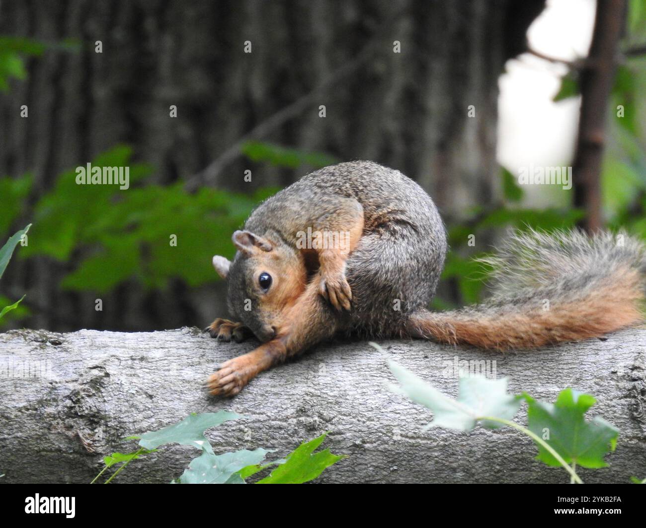 Eastern Fox Squirrel (Sciurus niger Stock Photo - Alamy