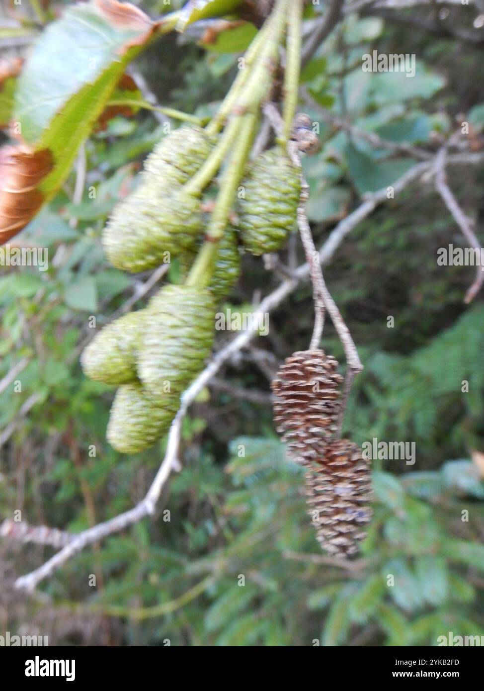 Sitka Alder (Alnus alnobetula sinuata Stock Photo - Alamy
