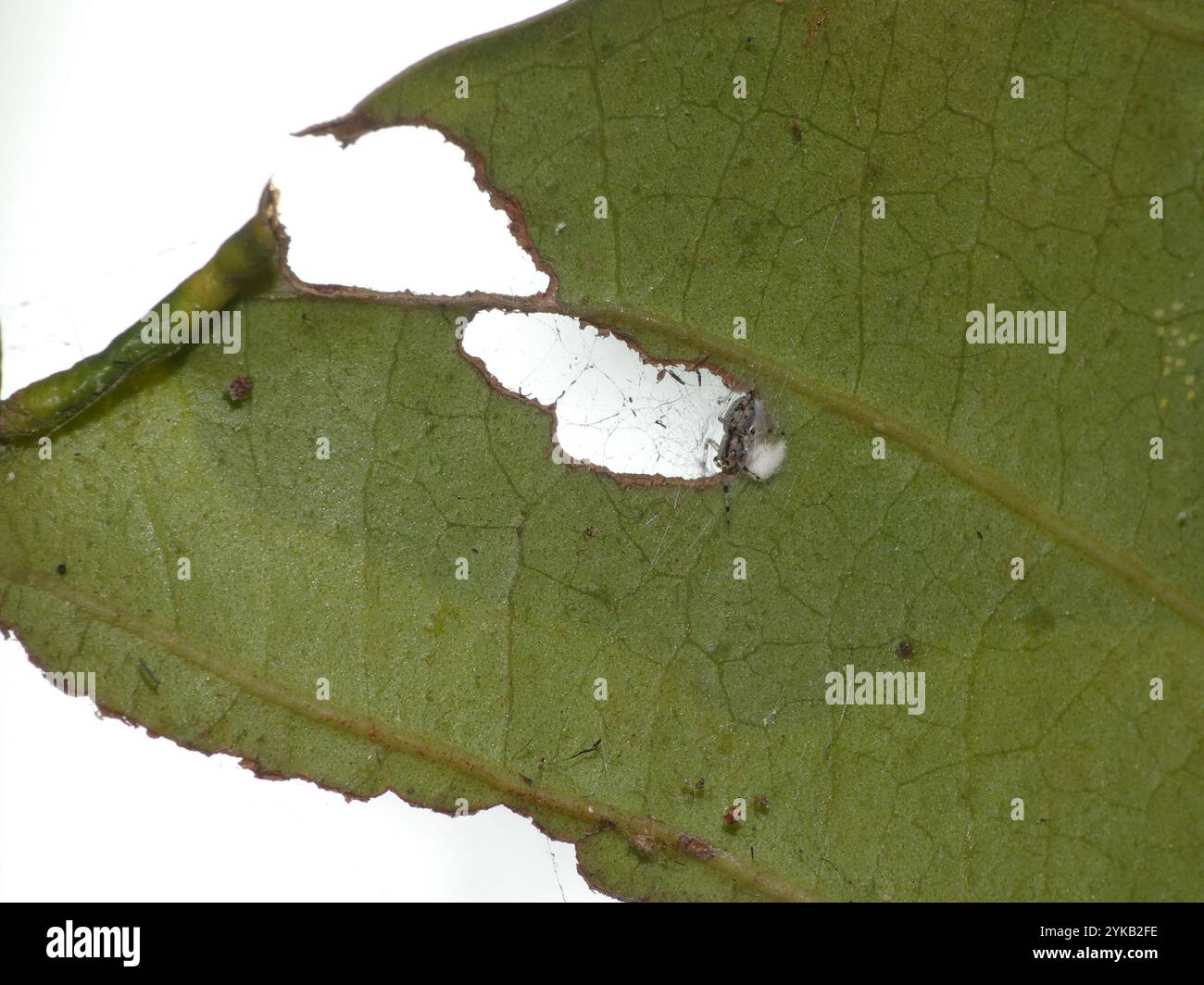 Leaf-running Spiders (Hygropoda Stock Photo - Alamy
