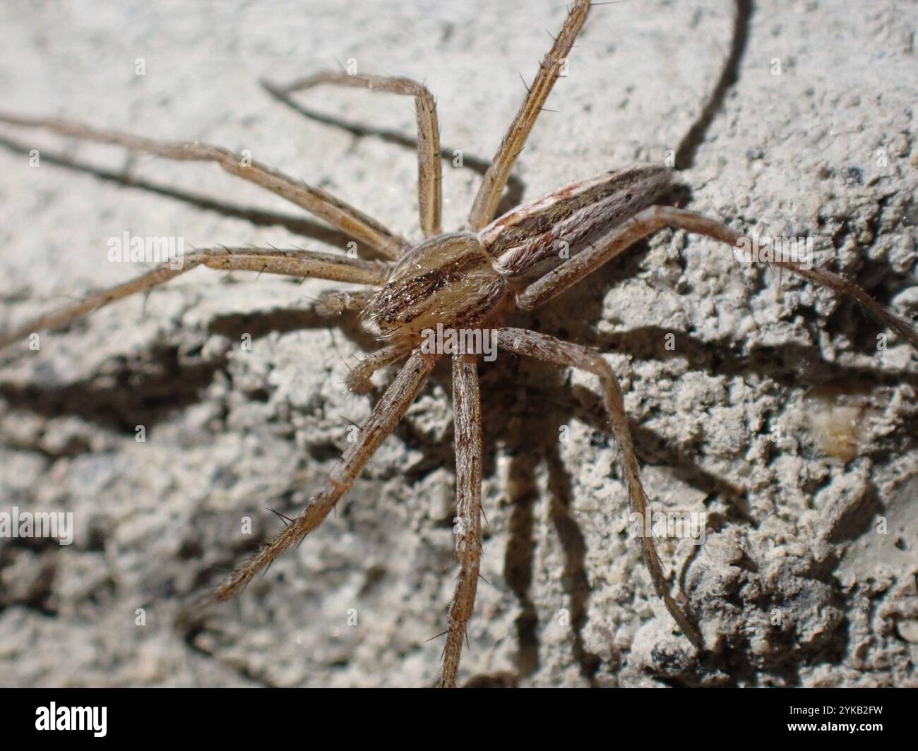 Slender Crab Spiders (Tibellus Stock Photo - Alamy