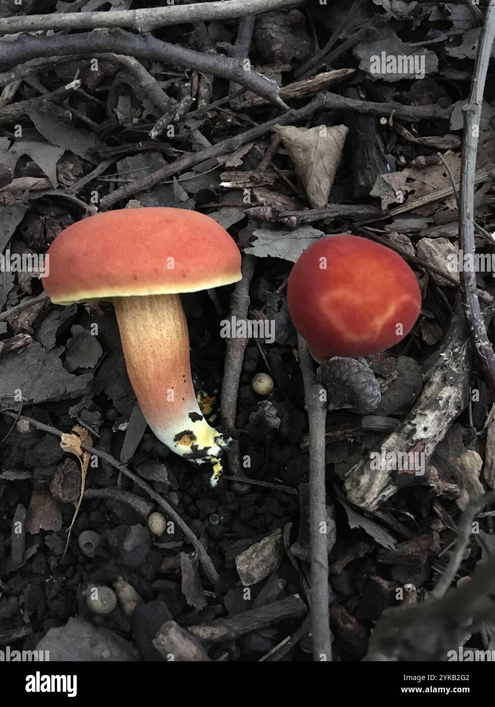 Hortiboletus hi-res stock photography and images - Alamy