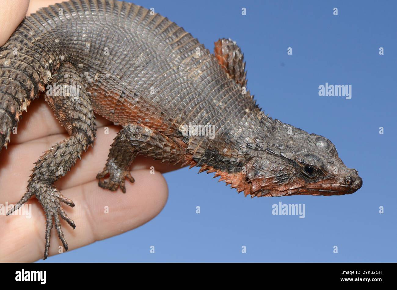 Karoo Girdled Lizard (Karusasaurus polyzonus Stock Photo - Alamy
