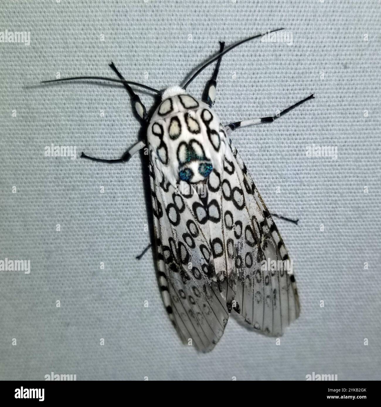 Giant Leopard Moth (Hypercompe scribonia Stock Photo - Alamy