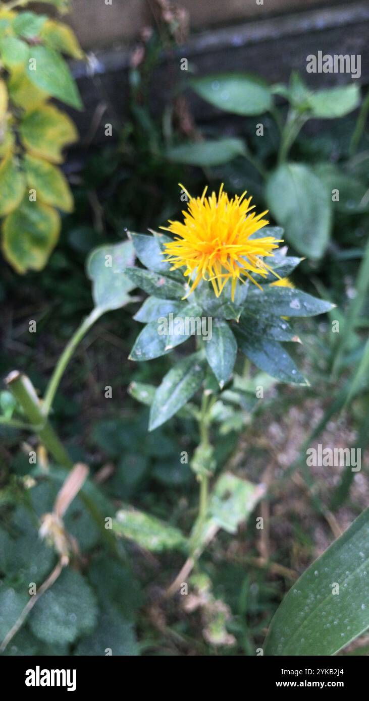 Safflower (Carthamus tinctorius Stock Photo - Alamy