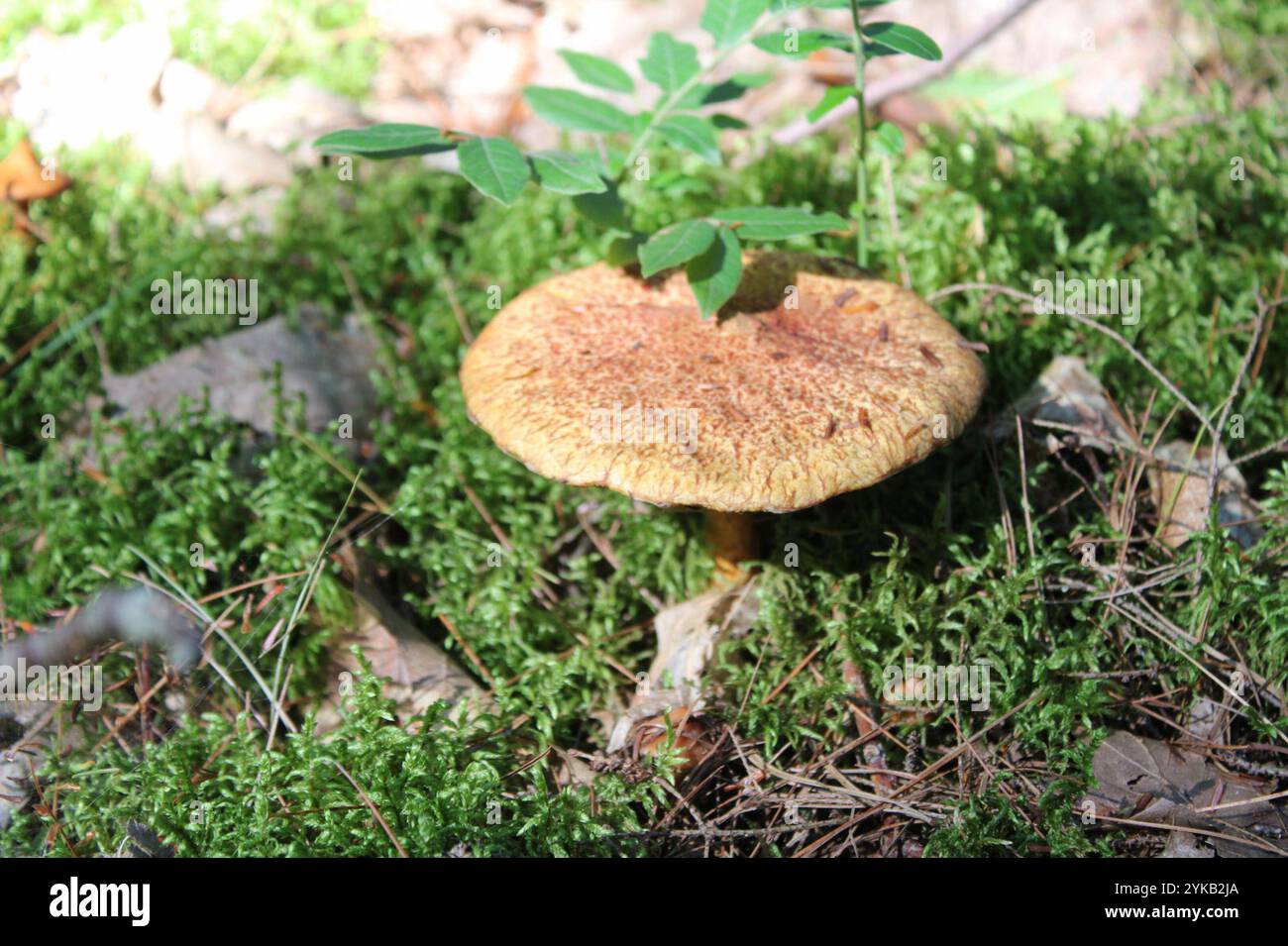 Painted Suillus (Suillus spraguei Stock Photo - Alamy