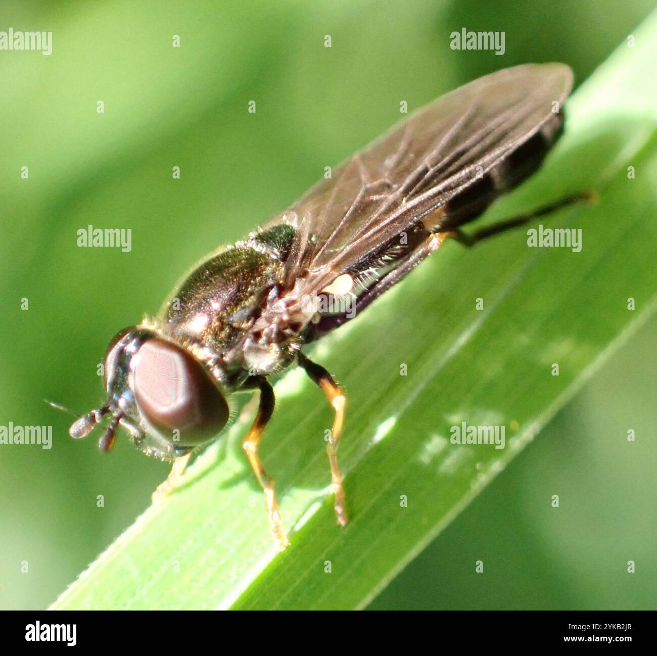 Pyrophaena rosarum hi-res stock photography and images - Alamy