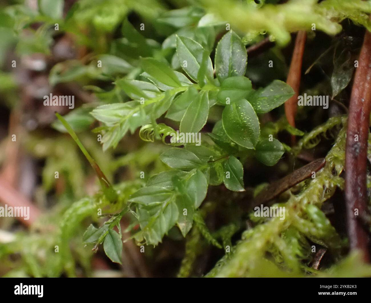 Thyme and Allied Mosses (Plagiomnium Stock Photo - Alamy