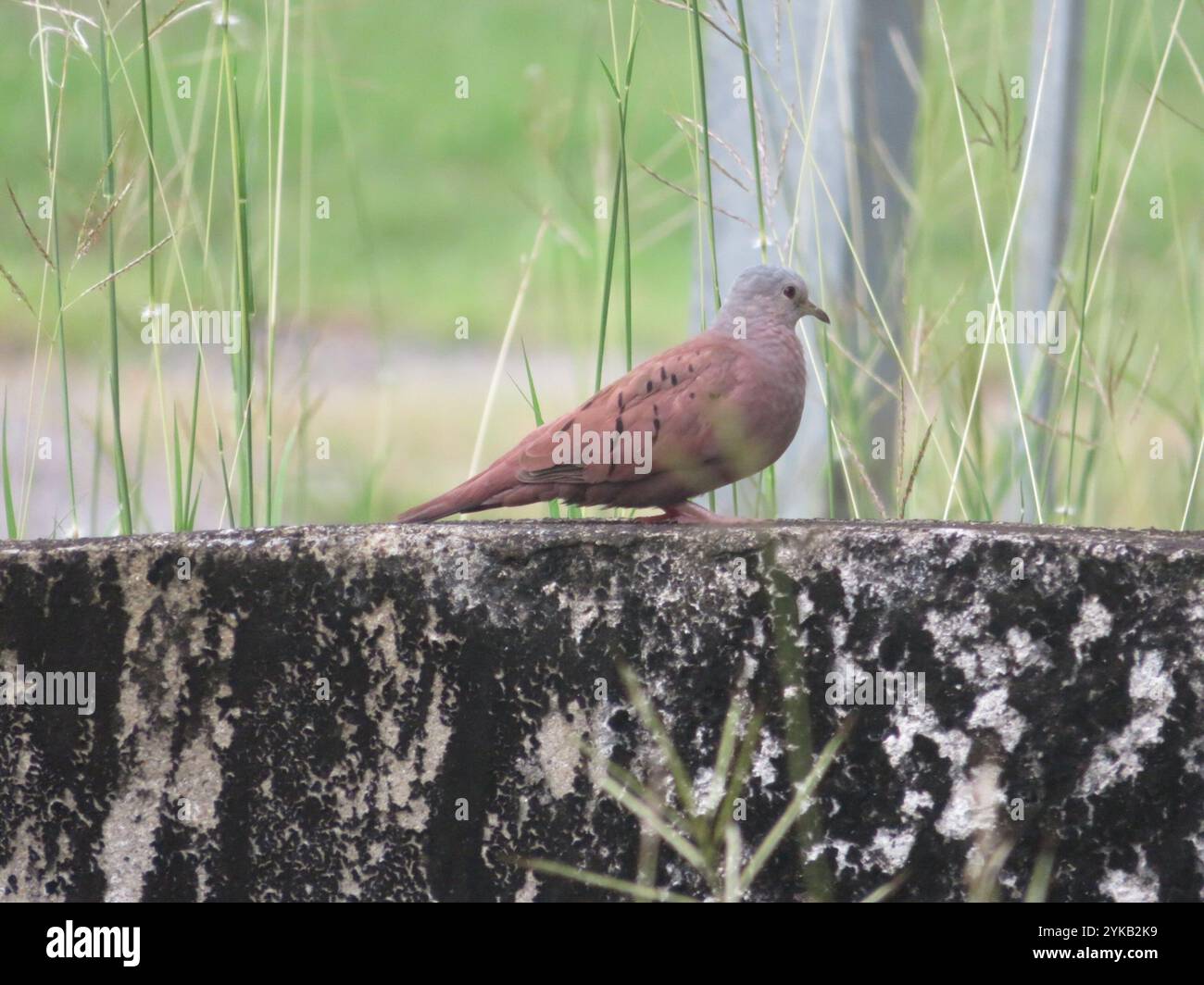 Ruddy Ground Dove (Columbina talpacoti Stock Photo - Alamy