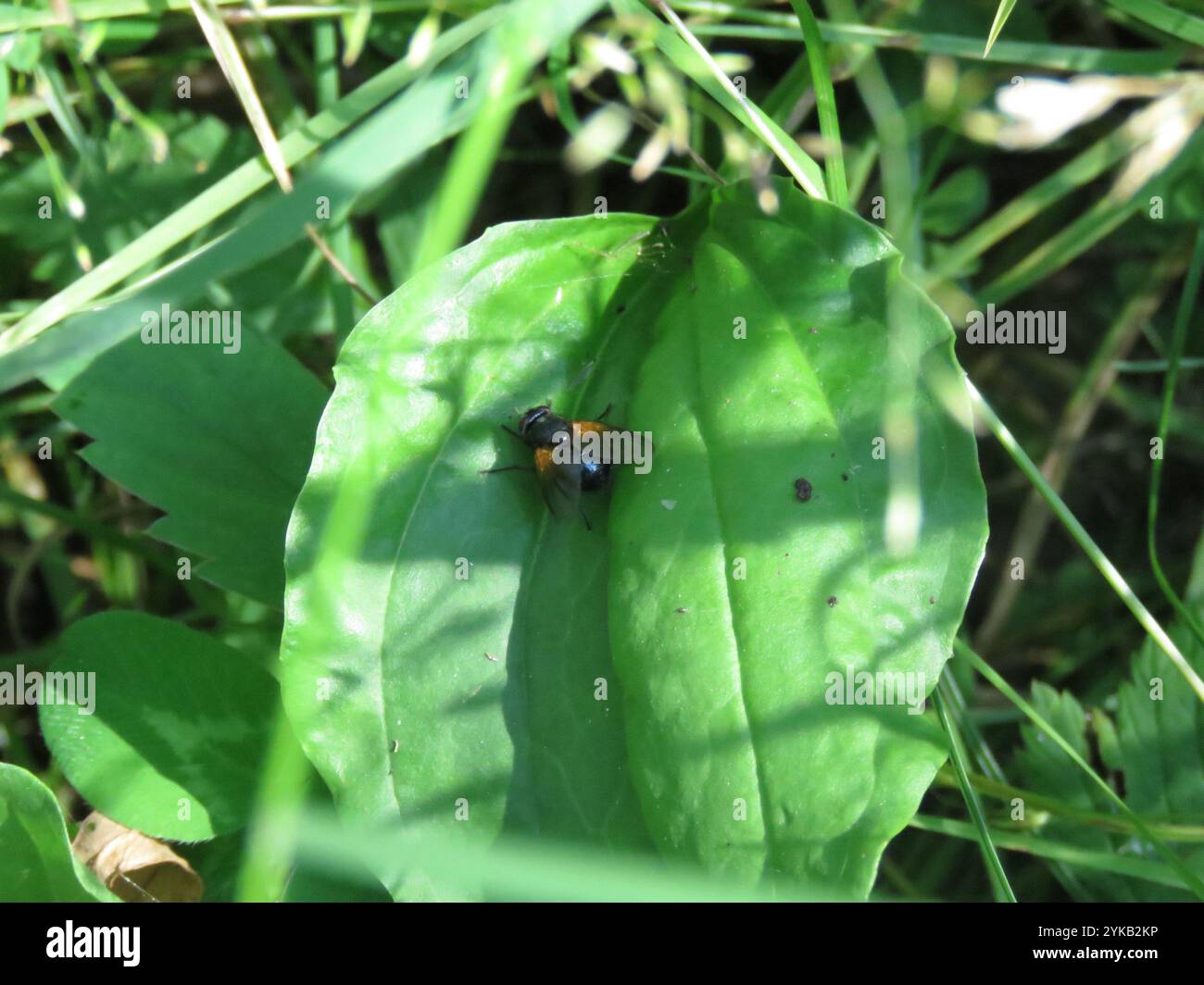 Latreillii hi-res stock photography and images - Alamy