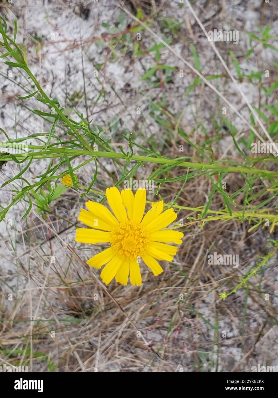 coastal plain honeycombhead (Balduina angustifolia Stock Photo - Alamy